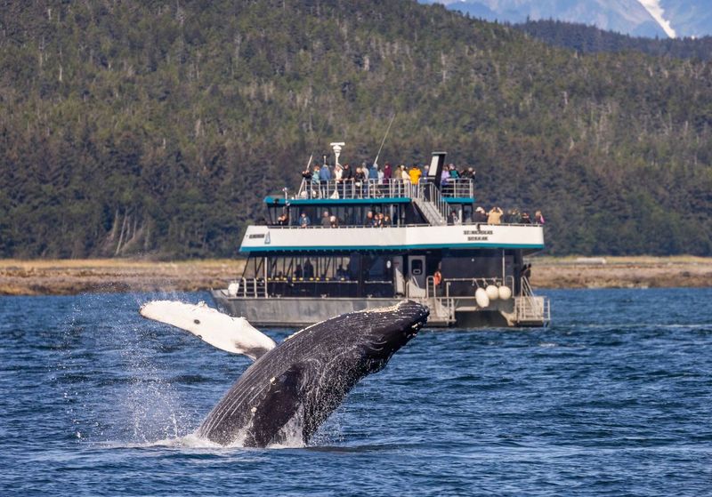 Juneau Whale Watching and Wildlife Quest | True Alaskan Tours
