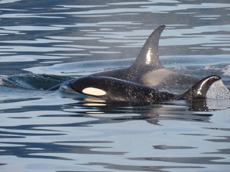 Waterfront & Wildlife Cruise | True Alaskan Tours